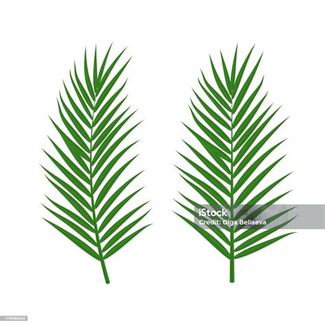 흰색 배경에 고립 된 열대 야자수 잎의 벡터 세트입니다 여름 디자인 인쇄 해변 파티 포스터녹색 정글 이국적인 잎 자연 꽃 배경입니다 열대 식물 아이콘입니다 종려나무 잎에