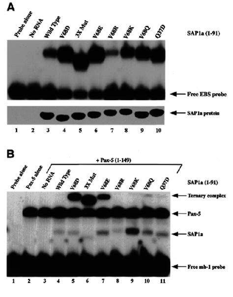 Dna Binding By Wild Type And Mutated Sap1a Ets Domain Proteins In The