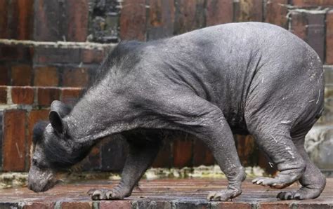 Hairless Bears Explained Causes Famous Cases And Myths Debunked
