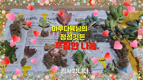 잎꽂이적심삽목으로 키운 아이들 마루다육님의 선물보따리 Youtube