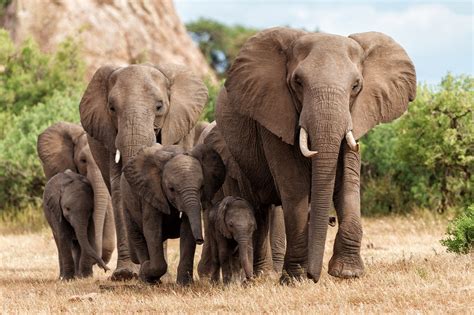 Serengeti National Park Safari Guide 2026 Best Time Wildlife And Tours