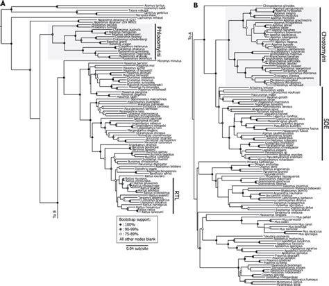maximum likelihood tree topology generated from concatenated sequence