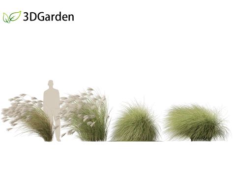 Miscanthus Sinensis Gracillimus Chinese Silver Grass 02 Windy 3d