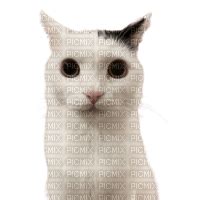 Jermbo Regretevator Jermbo Regretevator Roblox Cat Meme