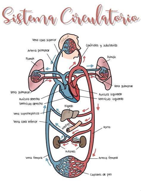 Dibujos Del Sistema Circulatorio