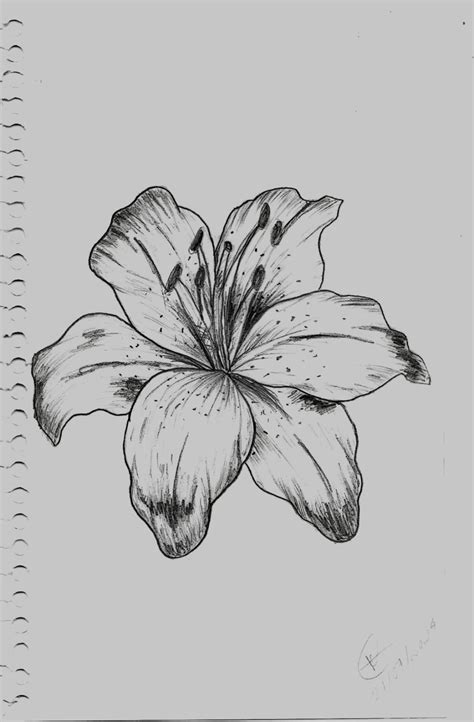 Dibujos De Flores A Lapiz Faciles