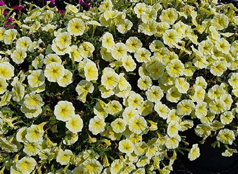 News Detail Drought Tolerant Varieties