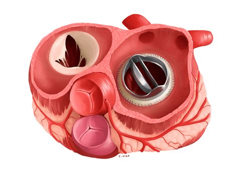 Bi Leaflet Prosthetic Mitral Heart Valve Study On Behance