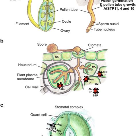 Cartoon Illustrating A Plant Cell Subcellular Localization Of Mst