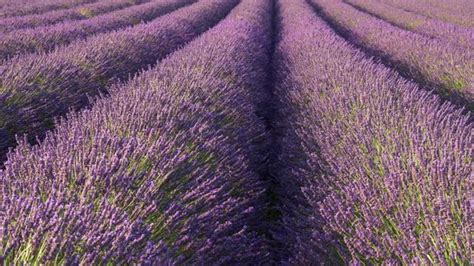 Flowering Lavender Field Stock Footage Videohive