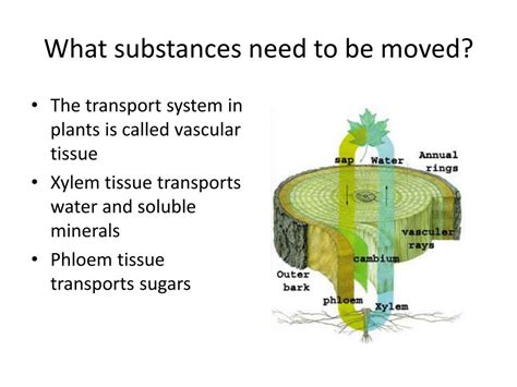 Describe The Structures And Functions Of Xylem Tissue Qs