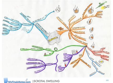 Testicular Swelling Myfinalsnotes