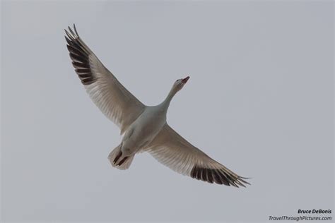 Snow Geese Travel Through Pictures Com