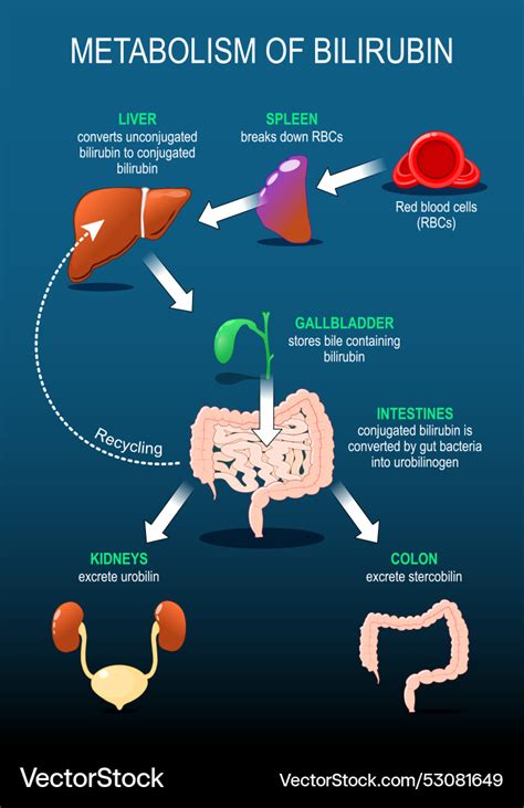 Metabolism Of Bilirubin Royalty Free Vector Image