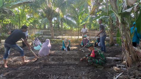 Pemanfaatan Lahan Kosong, Babinsa Koramil 10/Labar Bersama Pemdes Ujung Padang dan Mahasiswa KKN ...