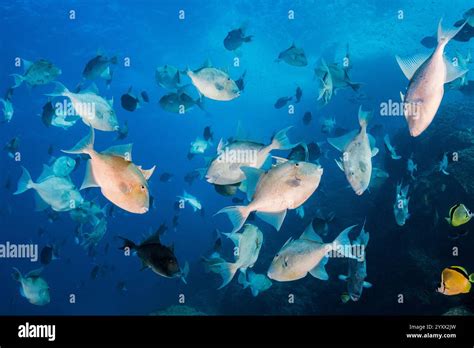 Barberfish Johnrandallia Nigrostris Finescale Triggerfish Balistes Polylepis Schooling