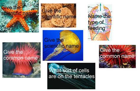 Poriferans Cnidarians And Echinoderms Diagram Quizlet