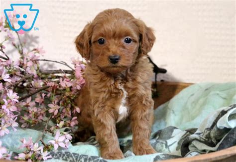 Rex Cavapoo Puppy For Sale Keystone Puppies