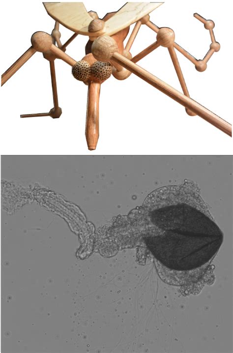 On Biology Reducing Numbers Of Malaria Transmitting Mosquitoes Using