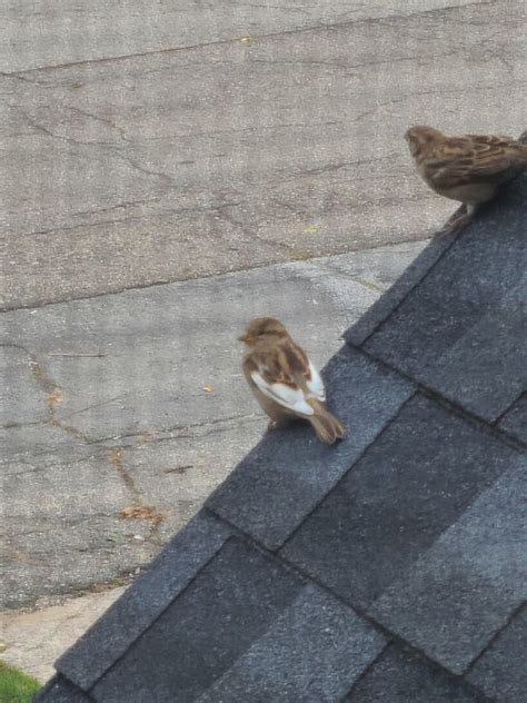 Leucistic Softshell Turtle Ratf
