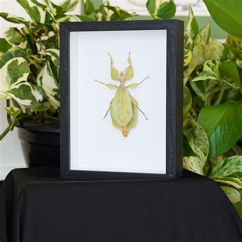 Thai Leaf Insect ~ Phyllium Westwoodi Entiques