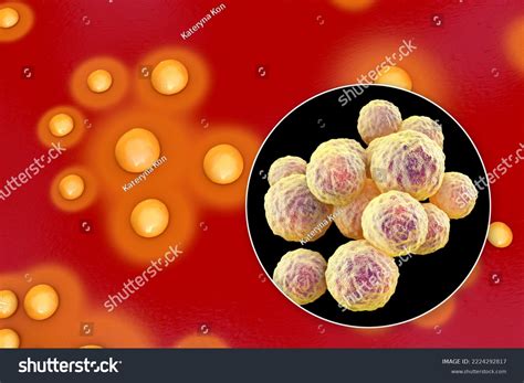 Bacteria Staphylococcus Aureus Colonies On Sheep Stock Illustration 2224292817 Shutterstock