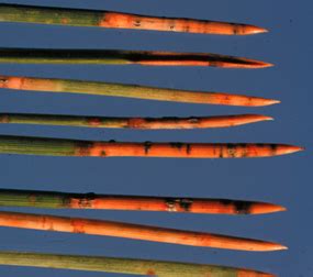 Dothistroma Needle Blight Wisconsin Horticulture