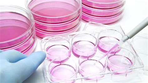 The Role Of Cytokines In Advancing Cell Culture Technology Networks