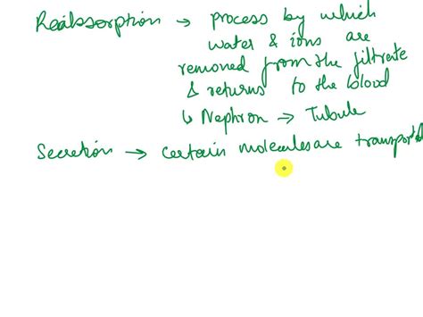 Solved Urinary System What Is The Gross Anatomy Of The Urinary System What Is The Microscopic