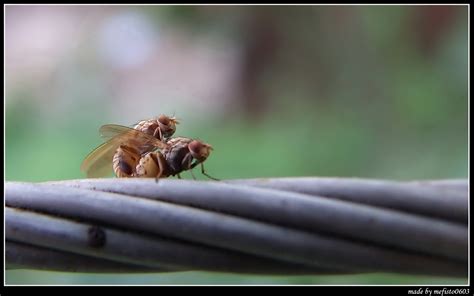 Bug Sex 2 By Mefisto0603 On Deviantart