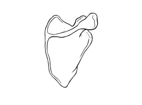 Bones Diagram Quizlet