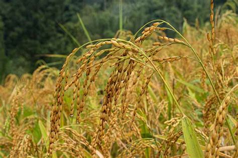 Dvb ကချင်ပြည်နယ်က ရွှေ့ပြောင်းတောင်ယာရိတ်သိမ်းချိန် ဓာတ်ပုံ