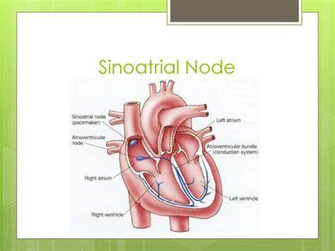 Control Of Heart Rate Ppt Download