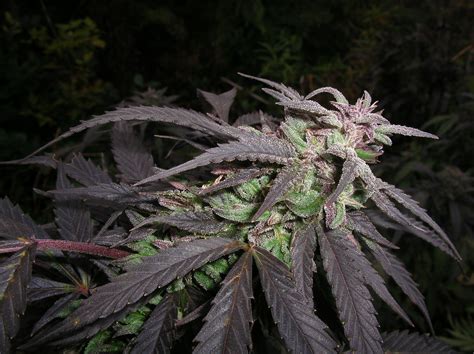 timewarp next generation seeds