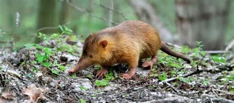 The Hispaniolan Solenodon Critter Science
