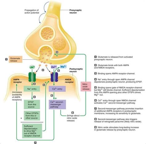 Describe How Neurotransmitters Function In The Synapse And Brain
