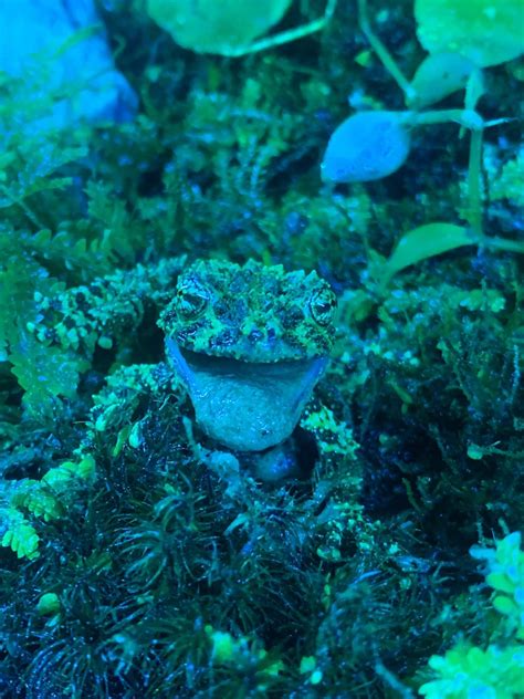 Haircap Is Doing Great So Are The Froglets Recoariums