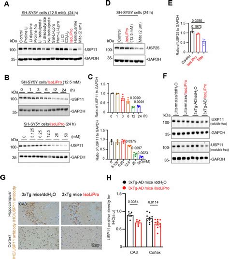 Targeting Usp11 Regulation By A Novel Lithium Organic Coordination