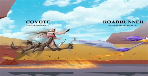 El Correcaminos Y Coyote 70 Años Juntos Tvandshow