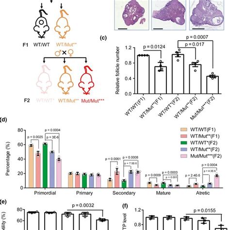 The Effect Of Mtdna Mutations On Follicles And Sperm Of Mice A