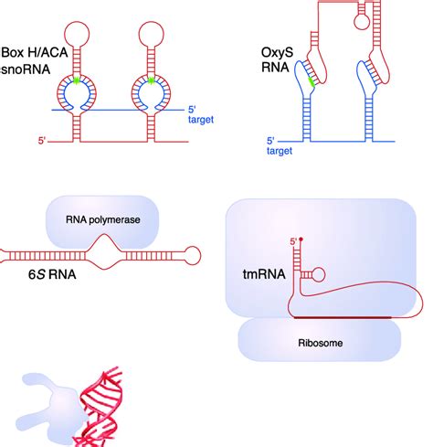 Ncrna