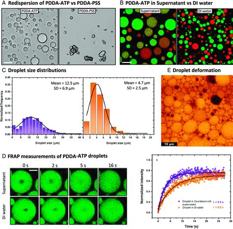 A Bright Field Micrographs Of Different Coacervate Systems Upon Download Scientific Diagram