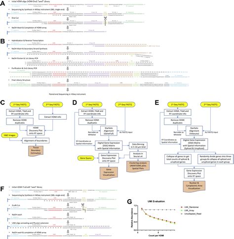 Microscopic Examination Of Spatial Transcriptome Using Seq Scope Cell