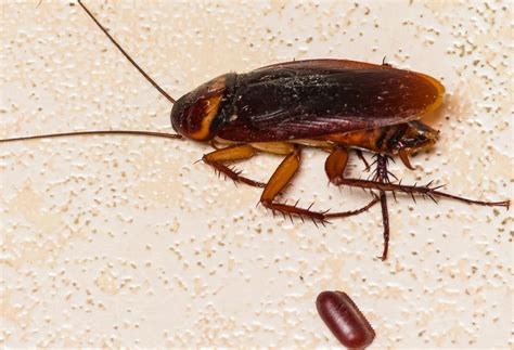 Brown Banded Cockroach Complete Guide Verminator