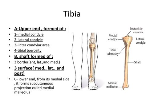Front Of The Leg And Dorsum Of The Foot Ppt Download