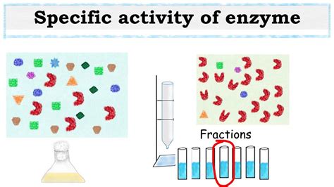 Specific Activity Enzyme What It Is Why It Matters Eresources Blog