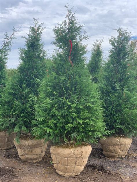 Thuja P ‘green Giant Green Giant Arborvitae Feeneys Wholesale Nursery
