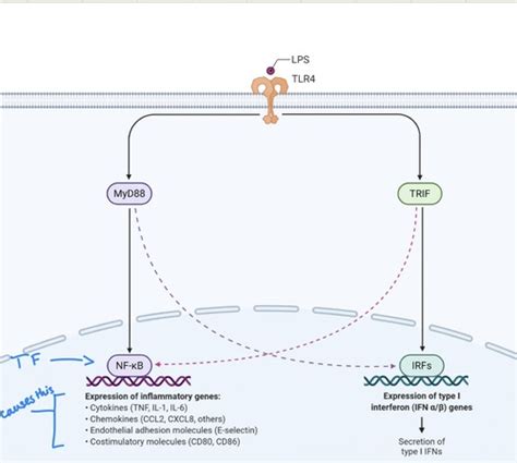 Immunology Innate And Adaptive Immunity Flashcards Quizlet