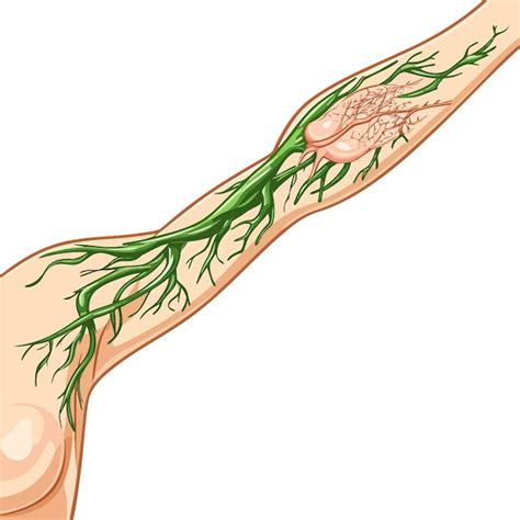 Lymph Nodes Of Female Armpit Vector 프리미엄 벡터