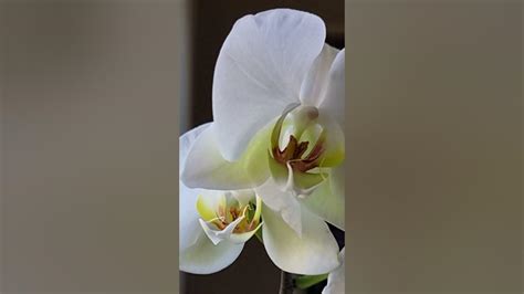 ඕකිඩ් මල් 🌷🌹 Youtube